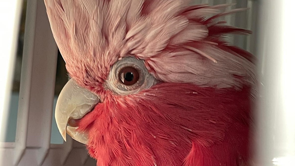 Пернате ДТП: рожевий папуга врізався в стіну дому в Празі. ФОТО ...